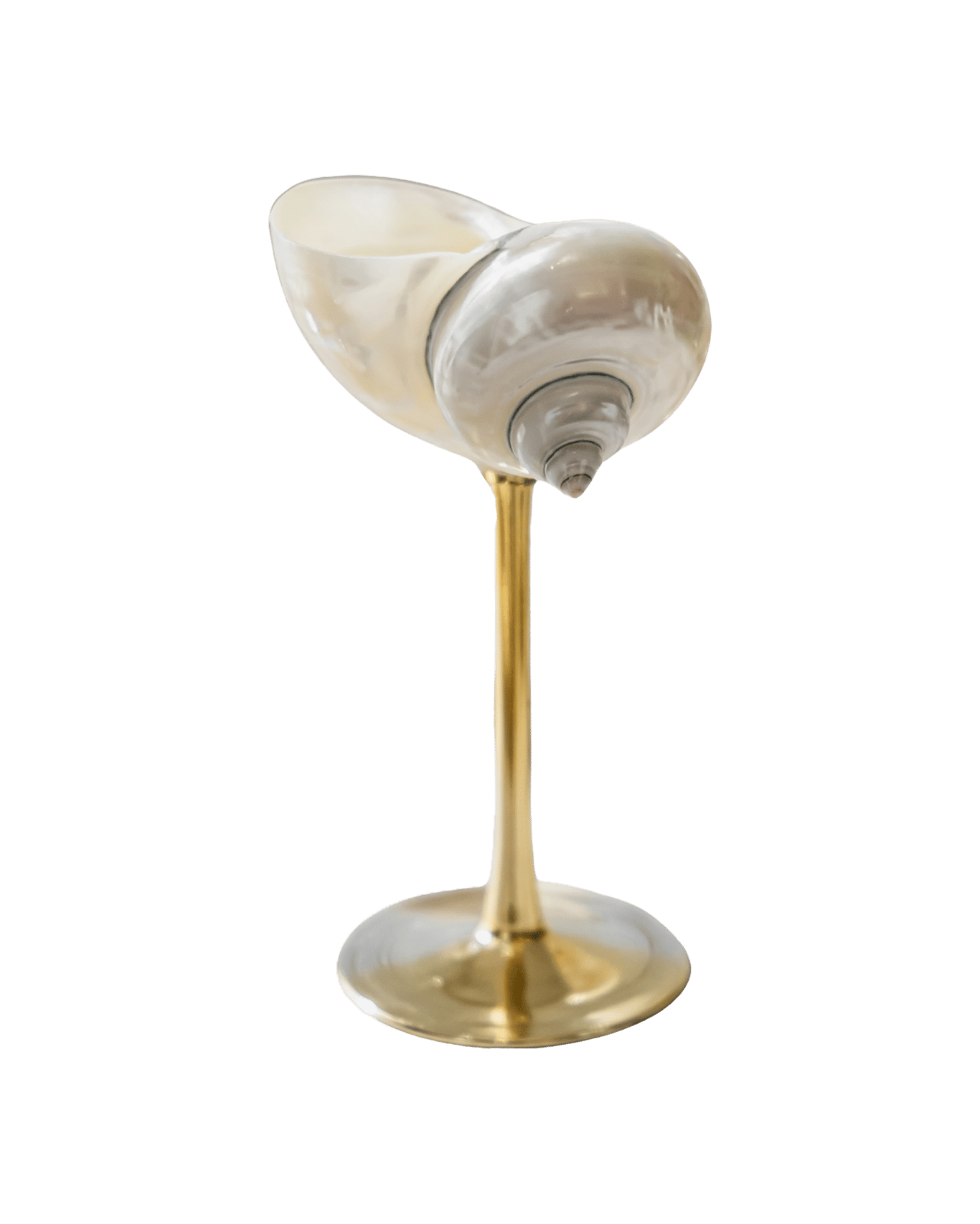 Buy Saltist Conch Shell Luxury Wine Or Cocktail Glass Online @Lowest Price